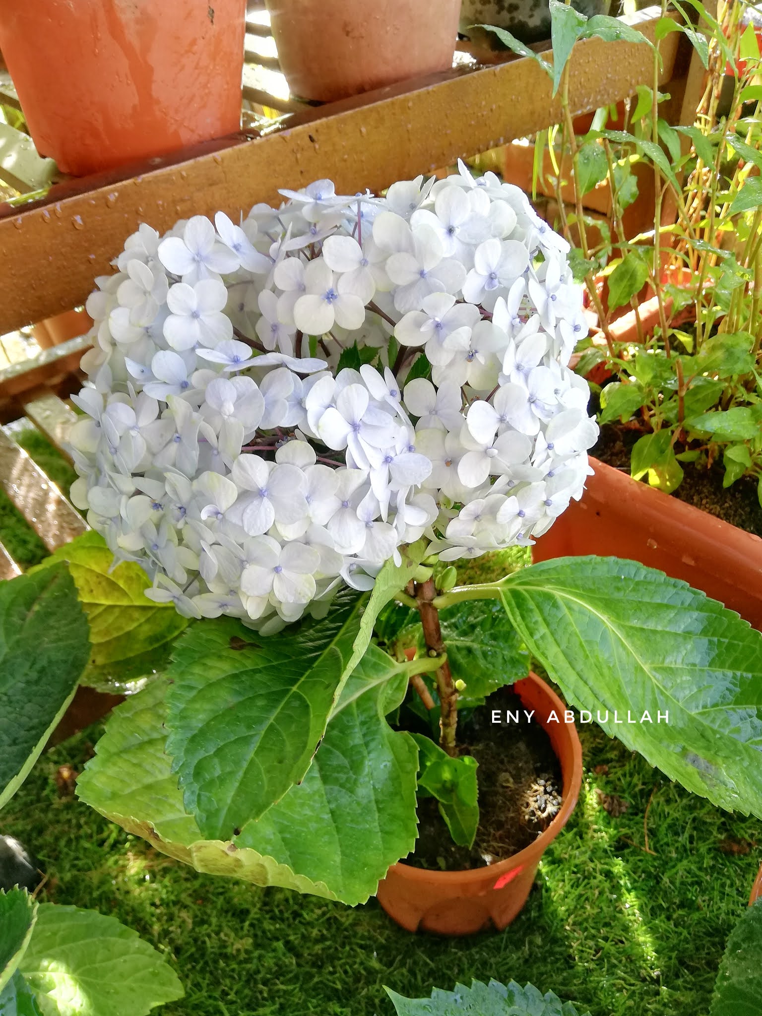 Berkebun Di Rumah : Tips Penjagaan Pokok Bunga Hydrangea