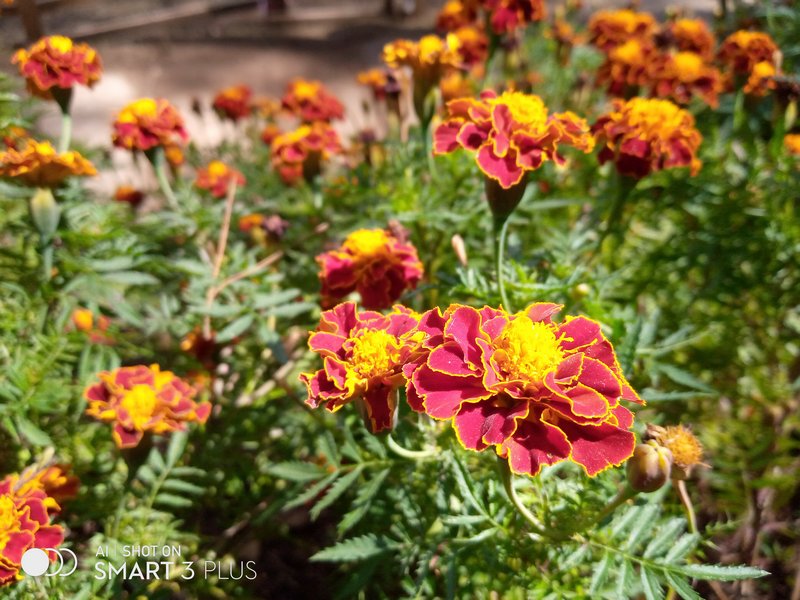 Review Infinix Smart 3 Plus X627, Smartphone Triple Kamera Termurah ...