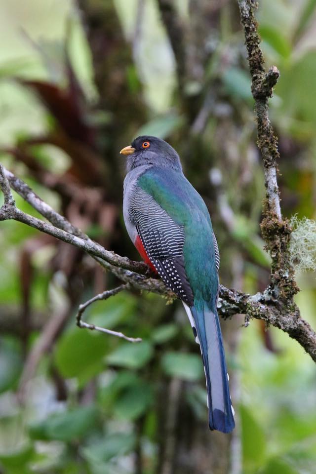 El Trogón o Papagayo de la Hispaniola. | Fauna Dominicana