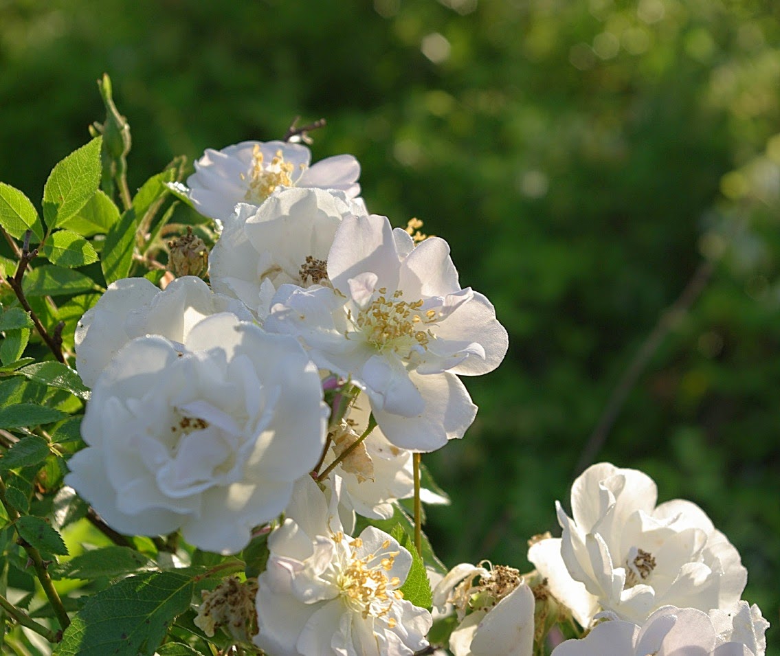 sweetbay: It's been a lovely spring