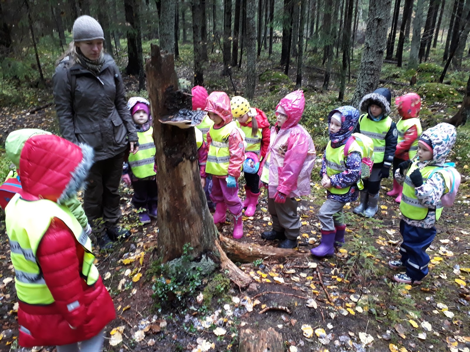 Roheline Kool Eestis Tallinna Tuule Lasteaed: Lapsed Tädu metsas