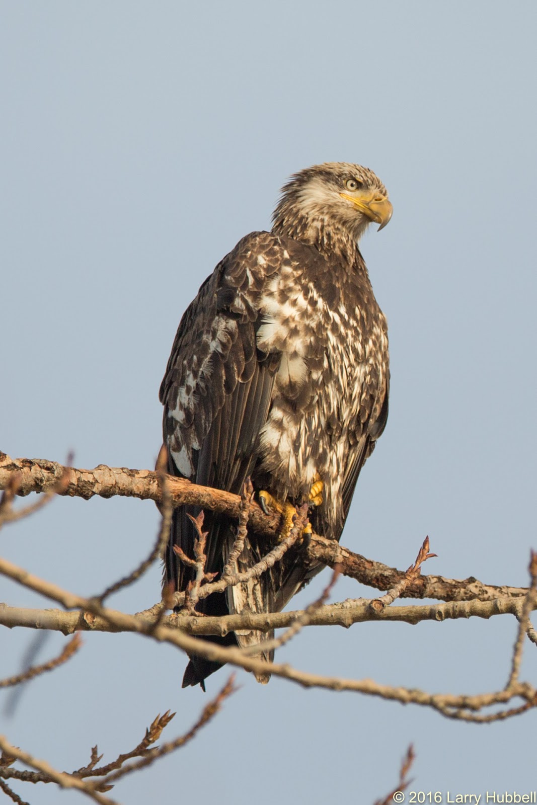 Union Bay Watch : Aging Eagles