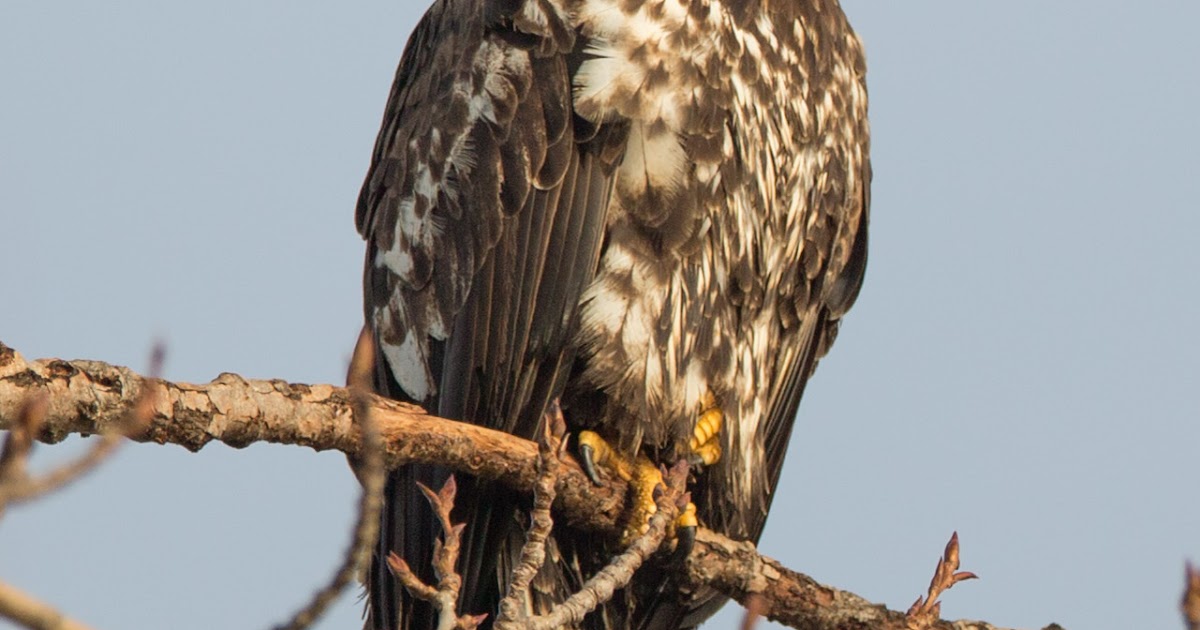 Union Bay Watch : Aging Eagles