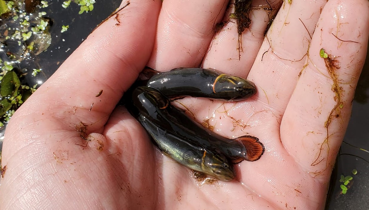 Fish Spotlight: Bowfin