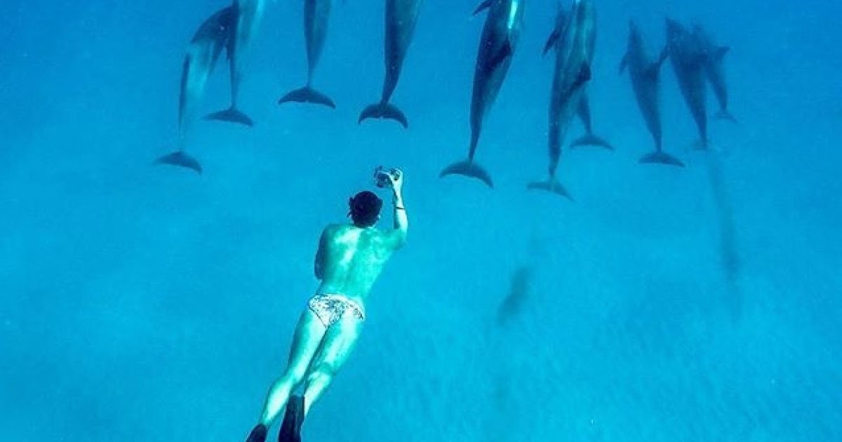 Speedo Musings: Swimming with the Dolphins