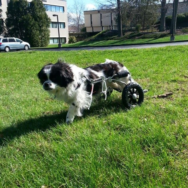 Bringing up Bella: Tuesday's Tails: Let's find Chipper a home of his own!