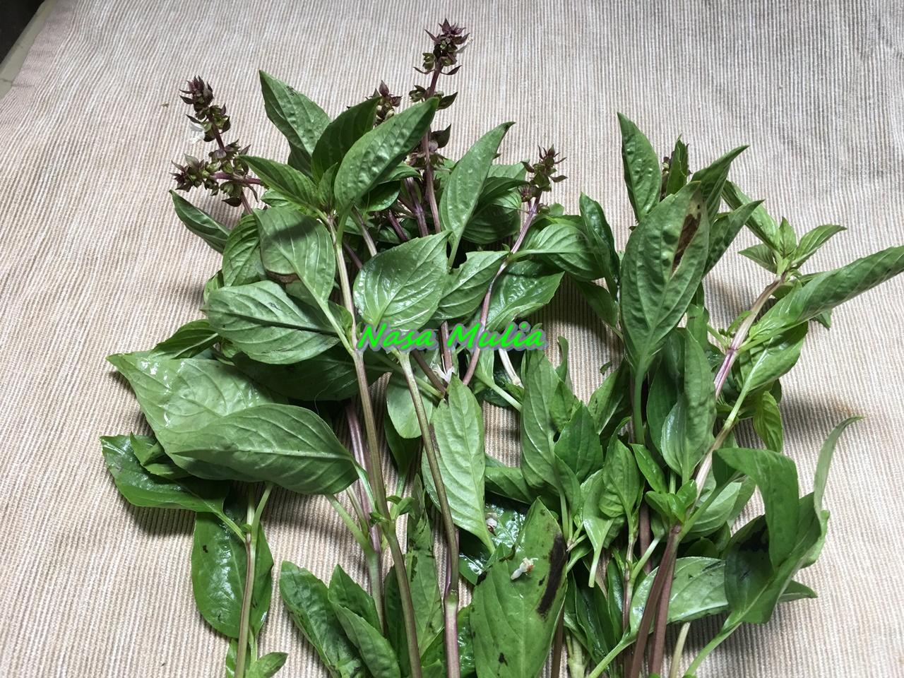 warna warni hidupku..............: Jom Kenali Pucuk-Pucuk / Herba ...