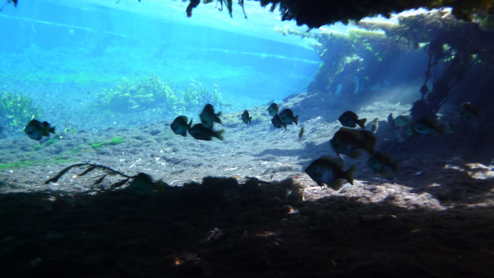 Adventure Earth: Freediving Alexander Springs in Florida