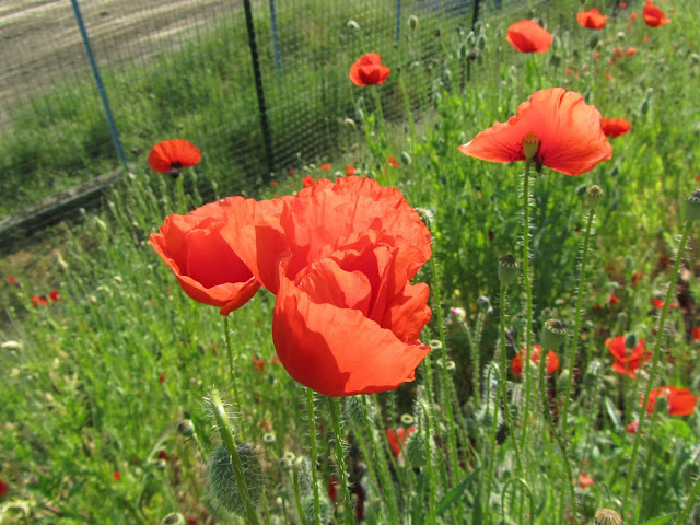 Dove Crescono i Papaveri Rossi (Papaver rhoeas)? Quando Fioriscono ...