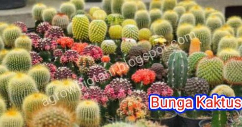 Jenis Bunga Kaktus ~ Agrow Biotani