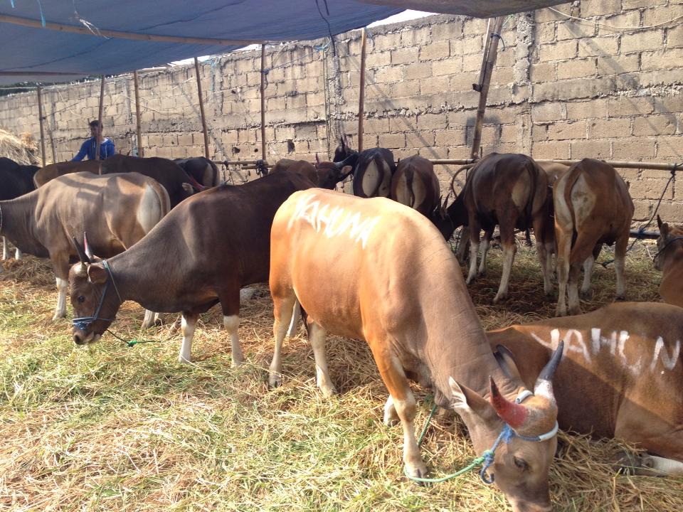 Perbandingan Sapi Bali (Bos Sondaicus) Dengan Sapi Ongole (Bos Indicus ...