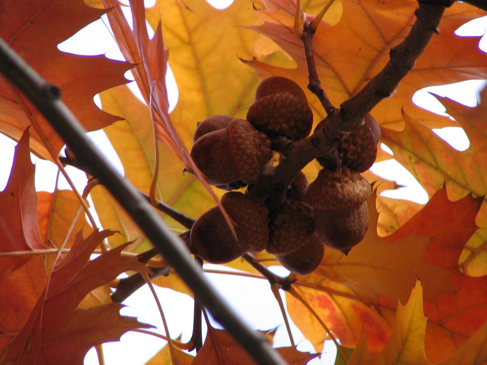 LA MULTI ANI, ROMANIA!: Ghinda