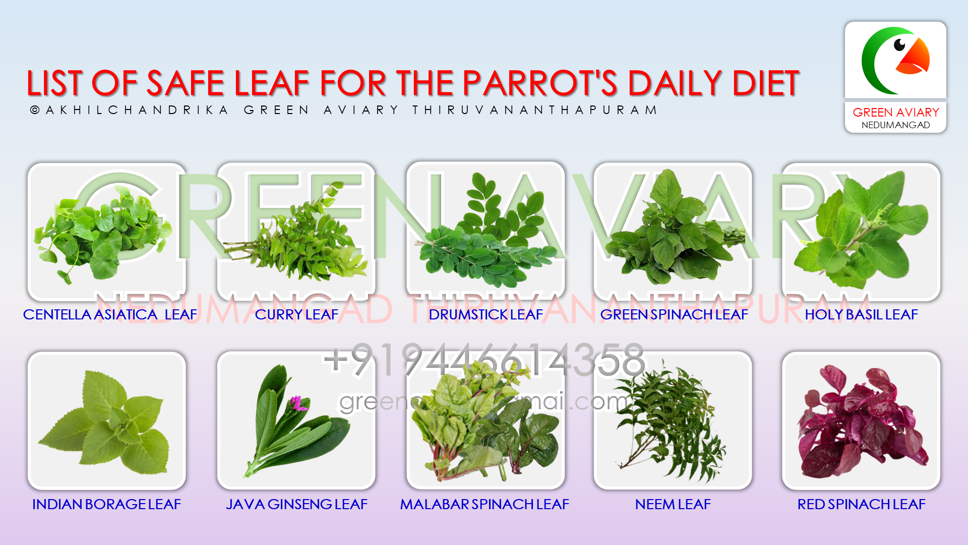 LIST OF SAFE LEAF FOR THE PARROT'S DAILY DIET