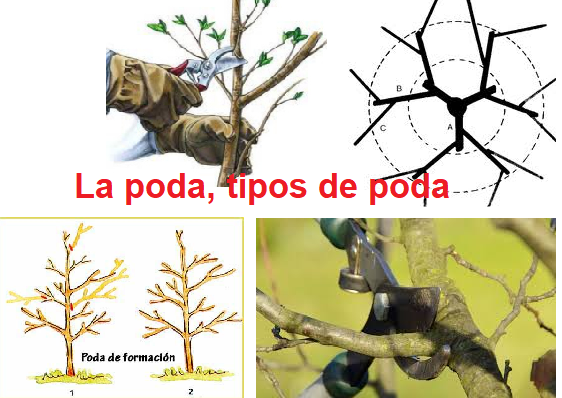 La poda, tipos de poda, ventajas y consideraciones-,Manuales gratis ...
