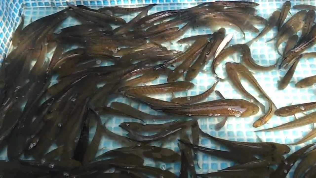 Karippidi Fish Farm