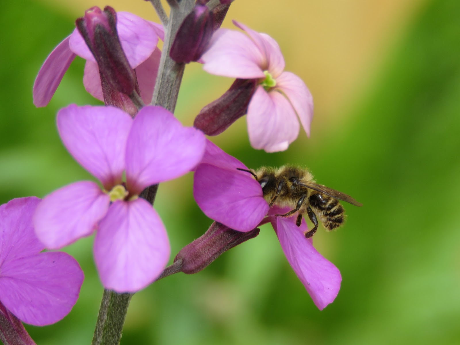 BugBlog: Sharp-tail bees