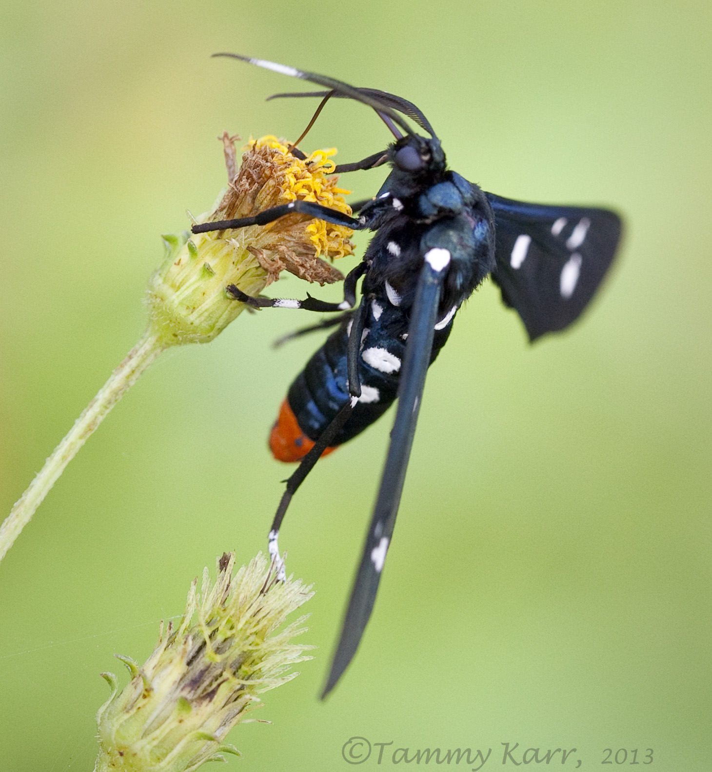 i heart florida birds: Recent Butterflies & Moths