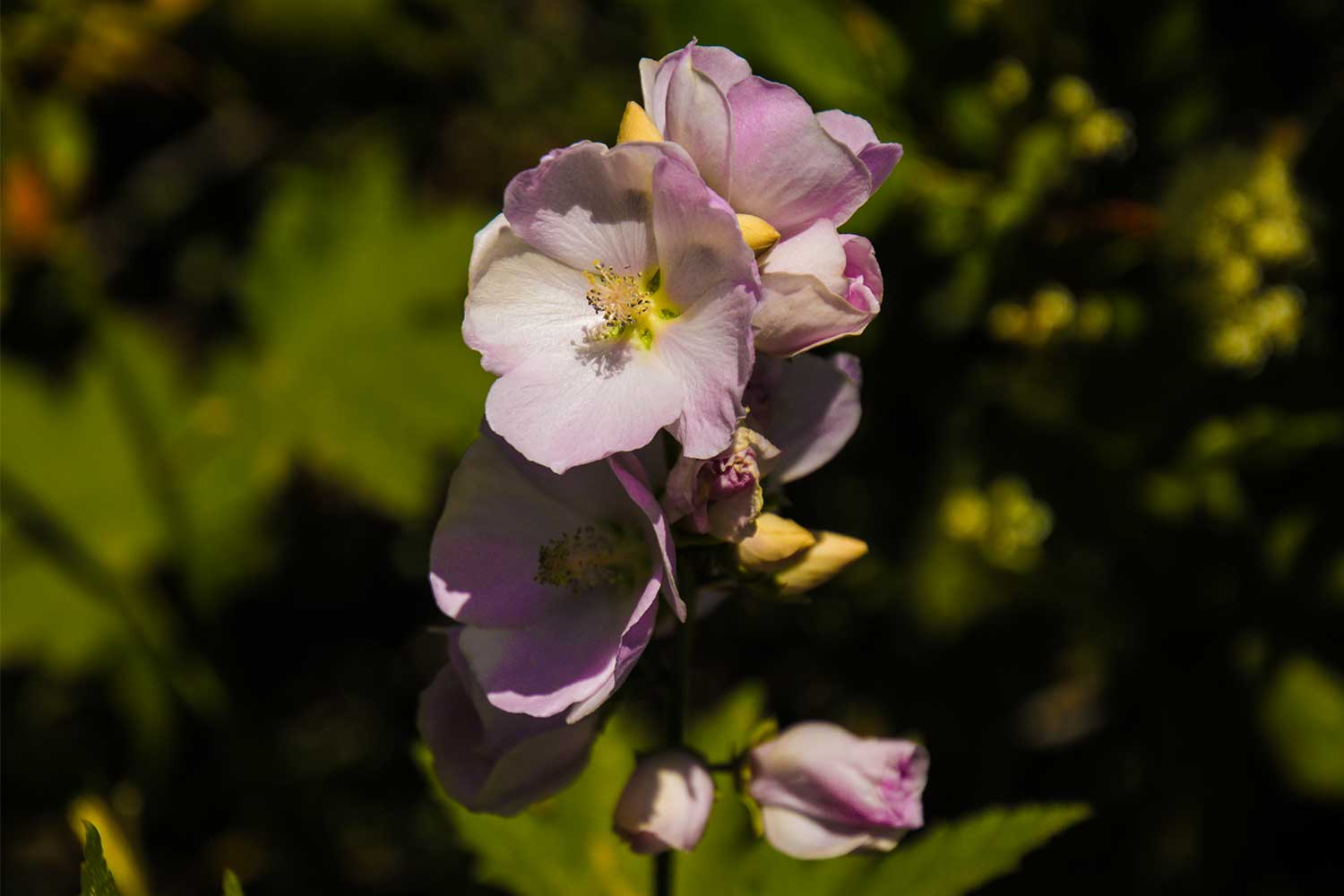 Wasatch Wildflowers: Wild Hollyhock (Iliamna rivularis)
