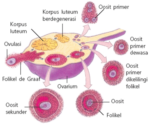 H A M S A: OOGENESIS