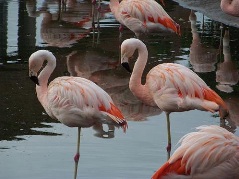 Catar/Qatar: Flora y Fauna