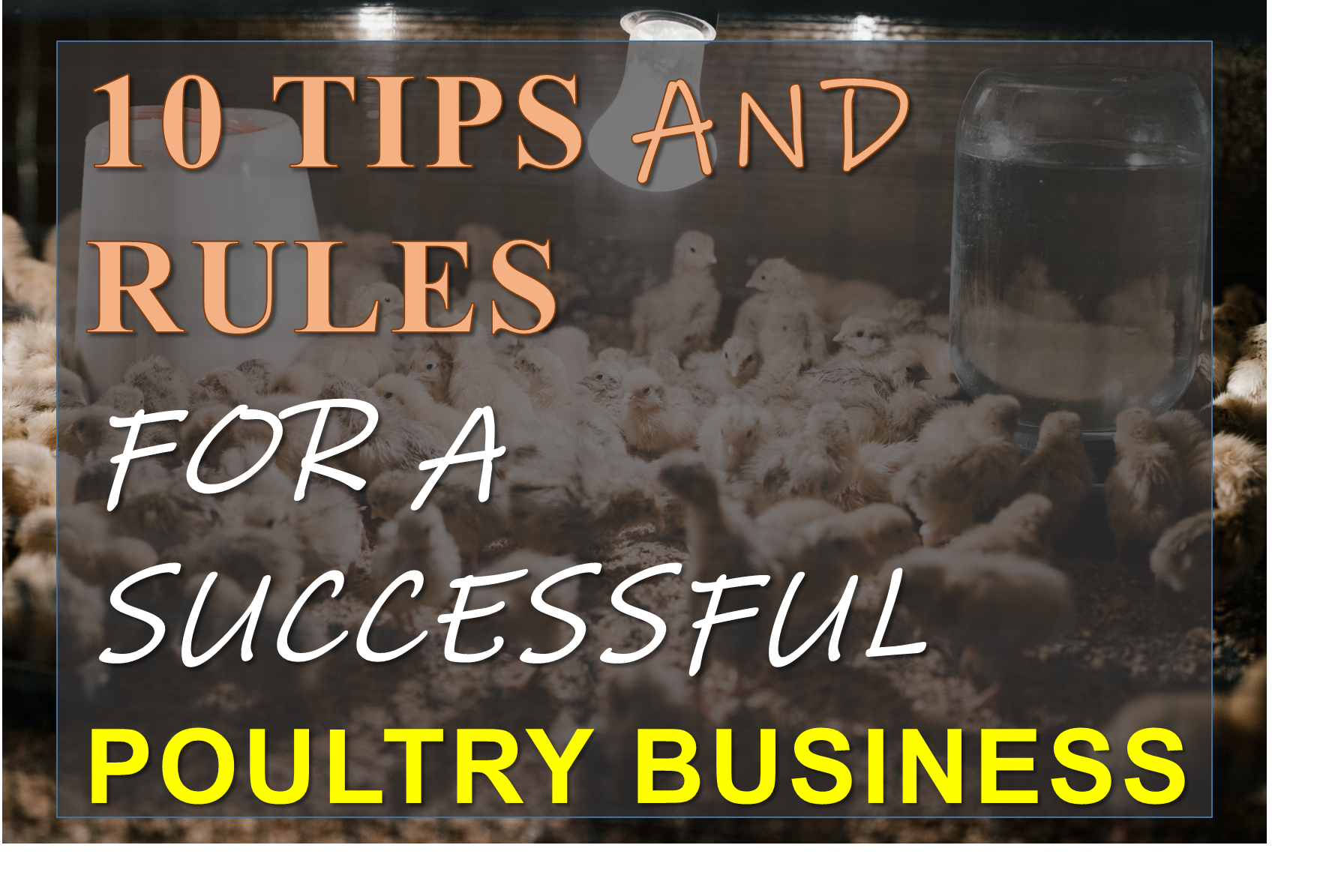 10 BASIC TIPS and RULES FOR A SUCCESSFUL POULTRY BUSINESS.
