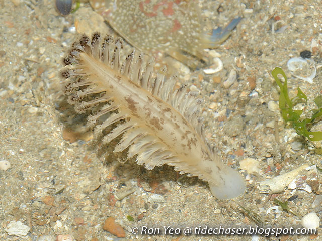 tHE tiDE cHAsER: Sea Pens (Phylum Cnidaria: Order Pennatulacea) of ...