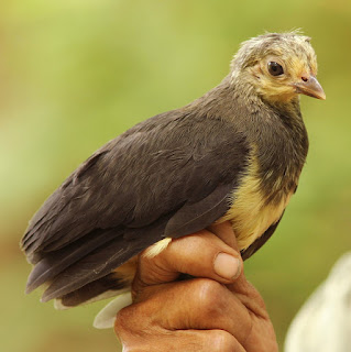 MAX WELLY LELA : AHLI PEMBIAKAN BURUNG MALEO (Megacephalon maleo) DI ...