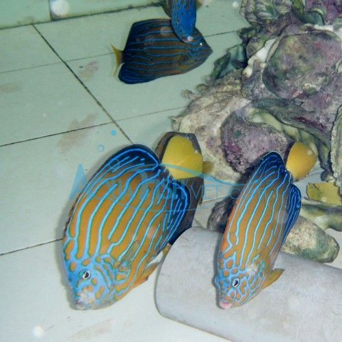 Marine Fish (AquaFishViet.com): Blueline Angelfish