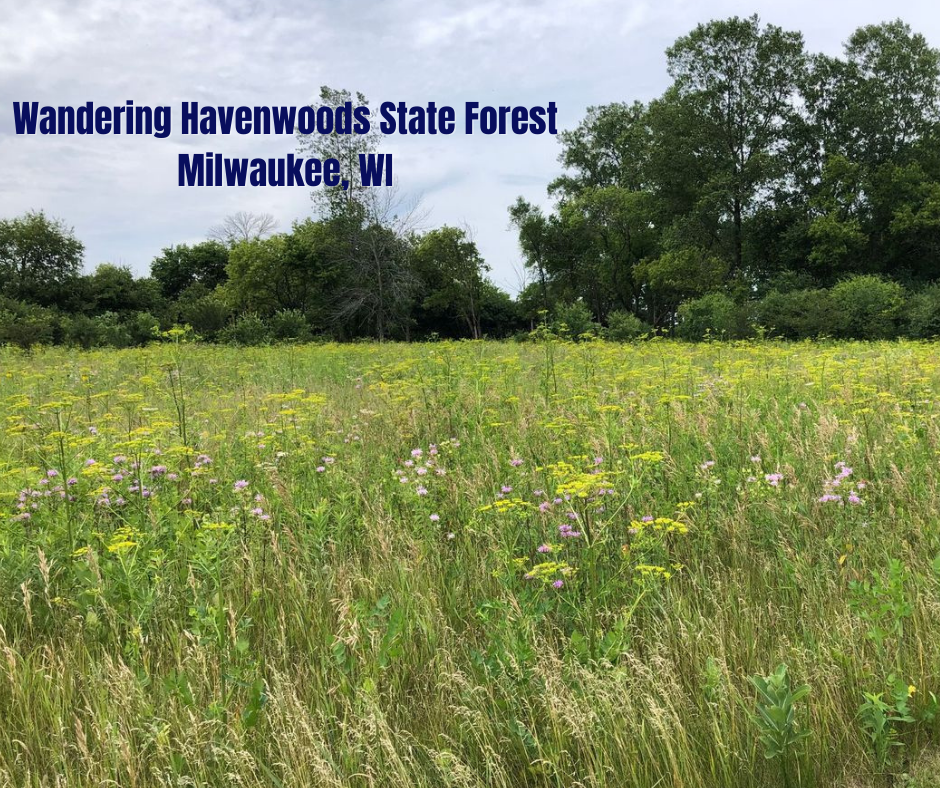 A Little Time and a Keyboard: Hum of Frogs and a Prairie Bouquet at ...