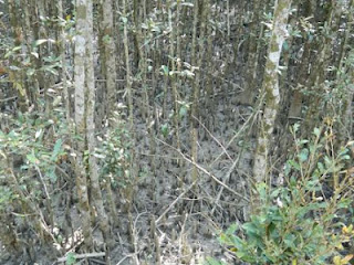 Mangrove Forest Species: Identify characteristics of mangrove species