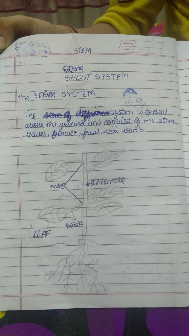 Science Plants form and functions (notebook and workbook)