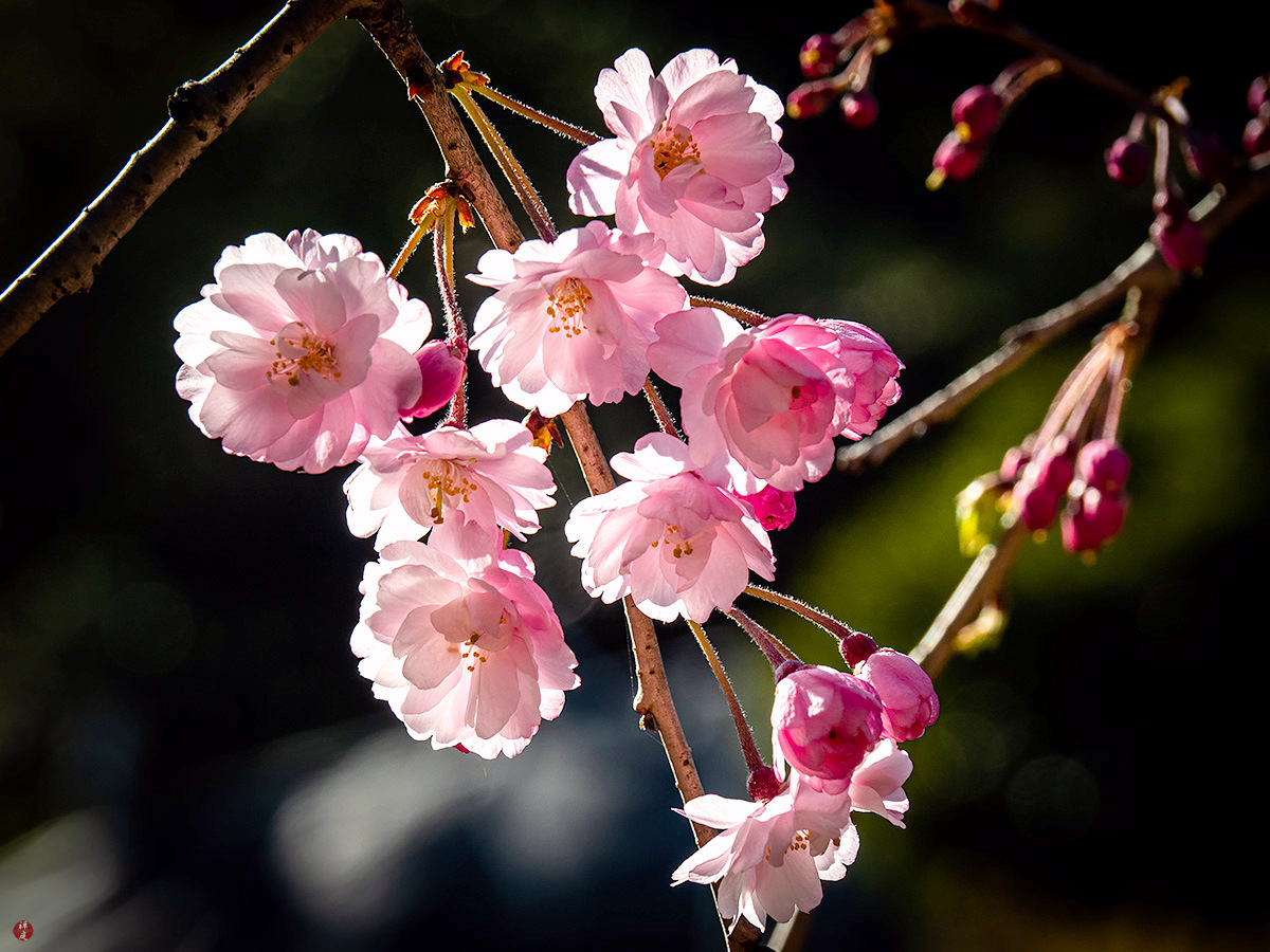 FROM THE GARDEN OF ZEN: Shidare-zakura (Prunus itosakura Sieb.) flowers ...