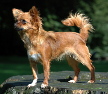 ANIMALS TIME : Chihuahua Dog (Gallery 4)