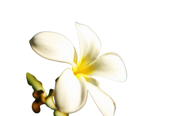 Ketki ka phool : शिवजी को क्यों नहीं चढ़ाते केतकी का फूल