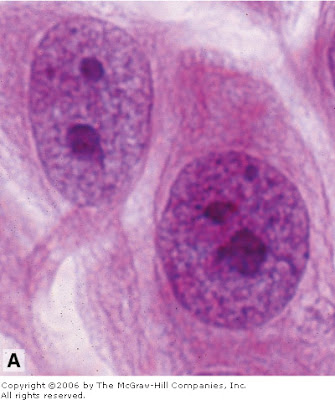De Histology: Cell Division