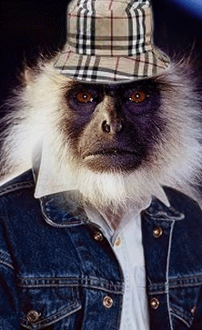 Erin Taylor: Monkey Boy