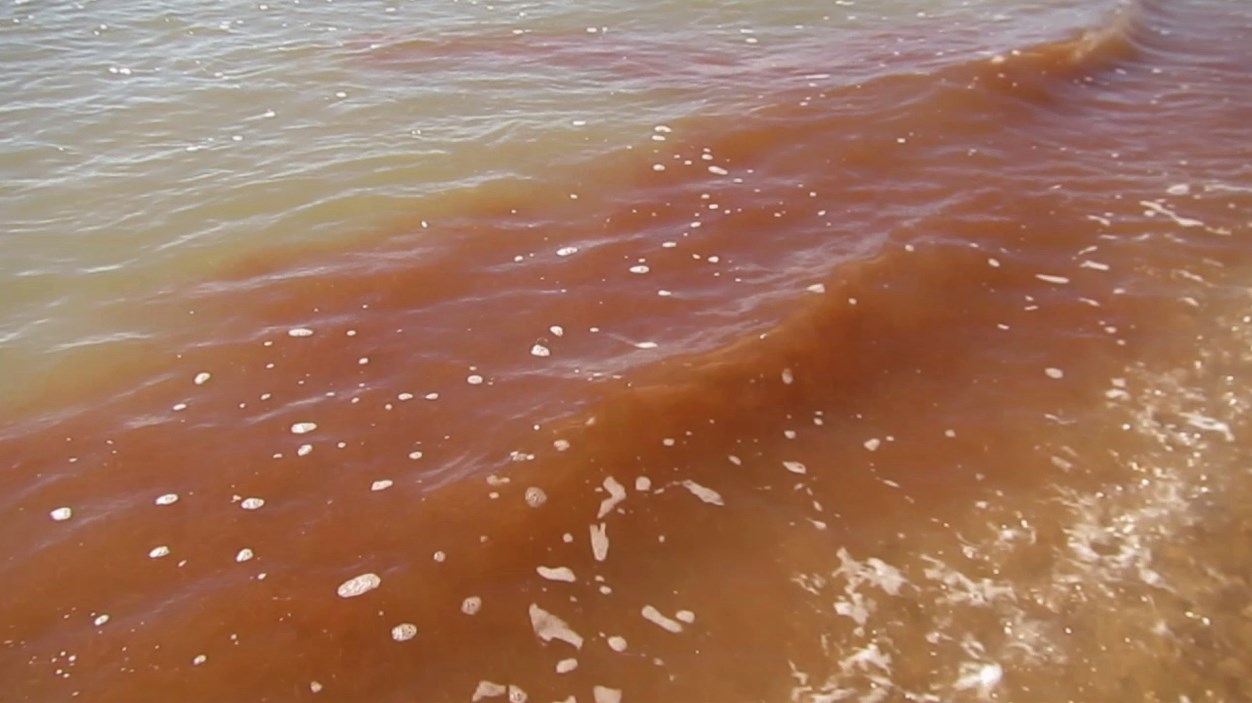 Queensland Coast: Swarming of Asian Paste Shrimps (Acetes sp.)