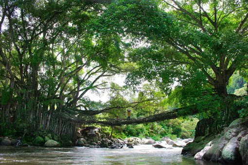 Bizarre, a bridge connecting the village of sticky rice, sticky rice ...