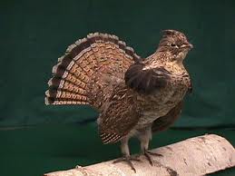 Grouse