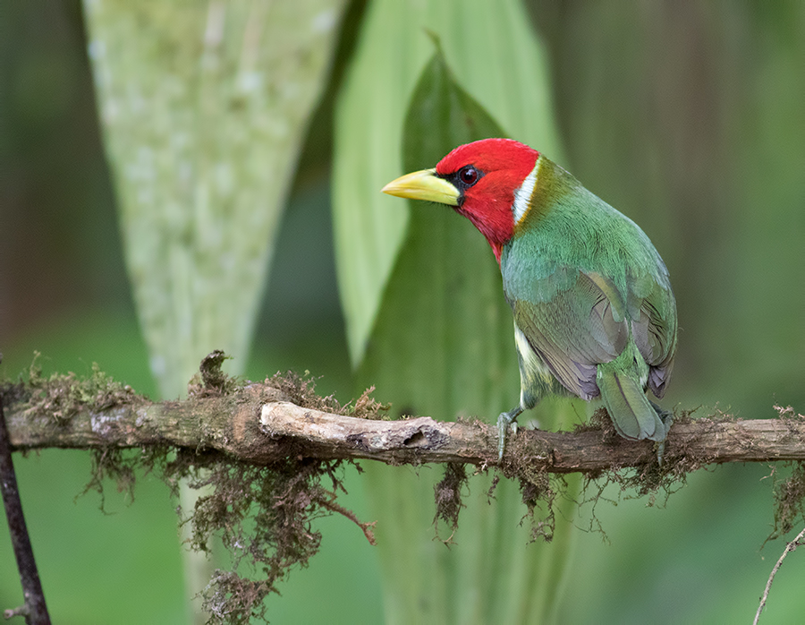 Lost in BIrding: A Handsome Redhead….ECUADOR (3rd Oct.)