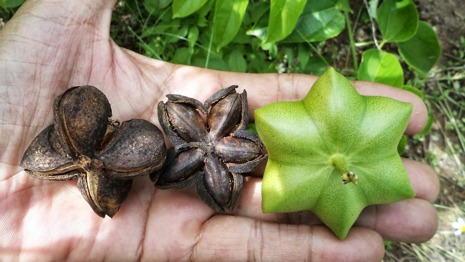 Apa Itu Sacha Inchi Oil dan Khasiatnya?