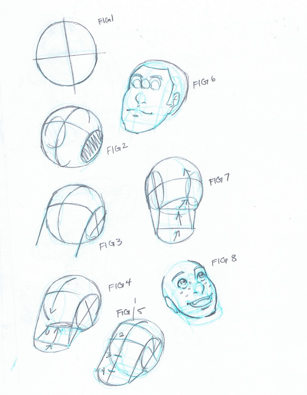 Facial Anatomy and Construction