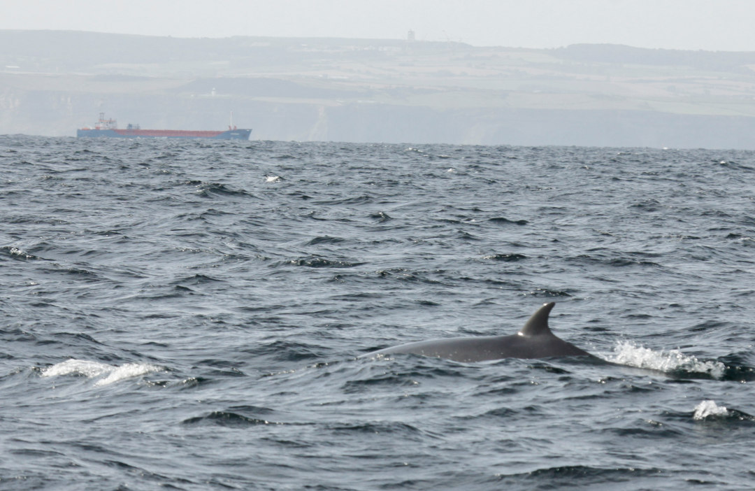 @birdingdad: Blue Planet Scenes!