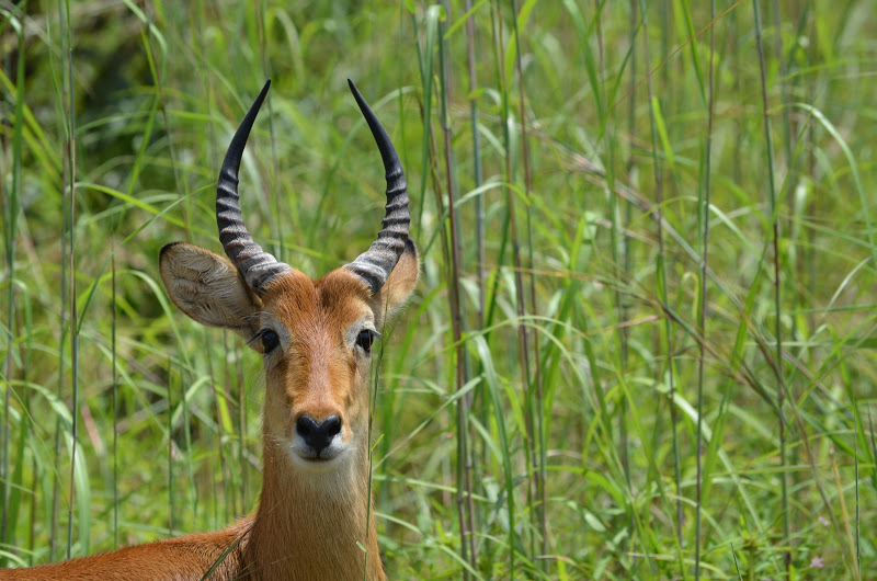 Expériences africaines