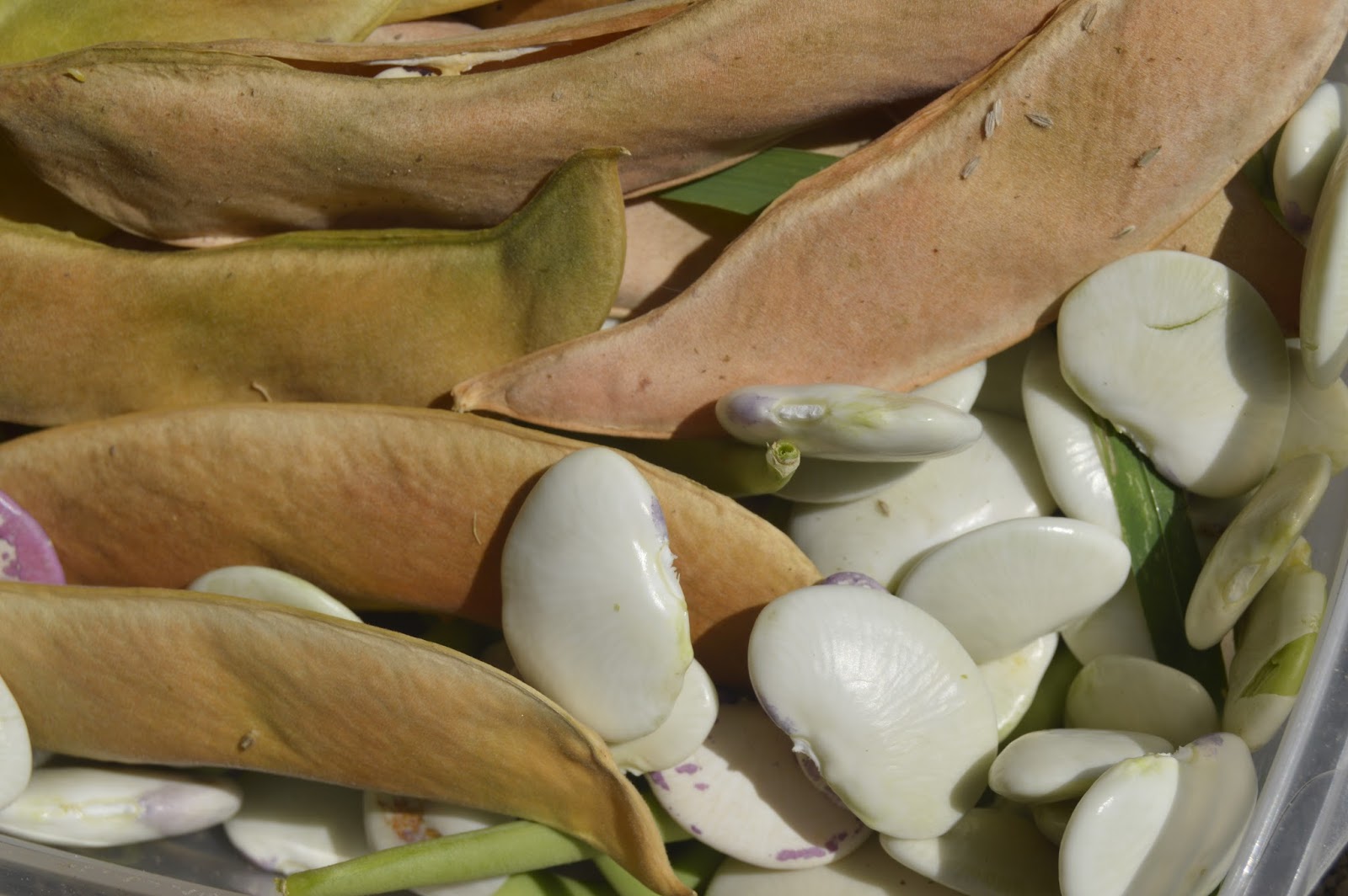 Huerto de Tatay: Recolectando garrofónhuerto
