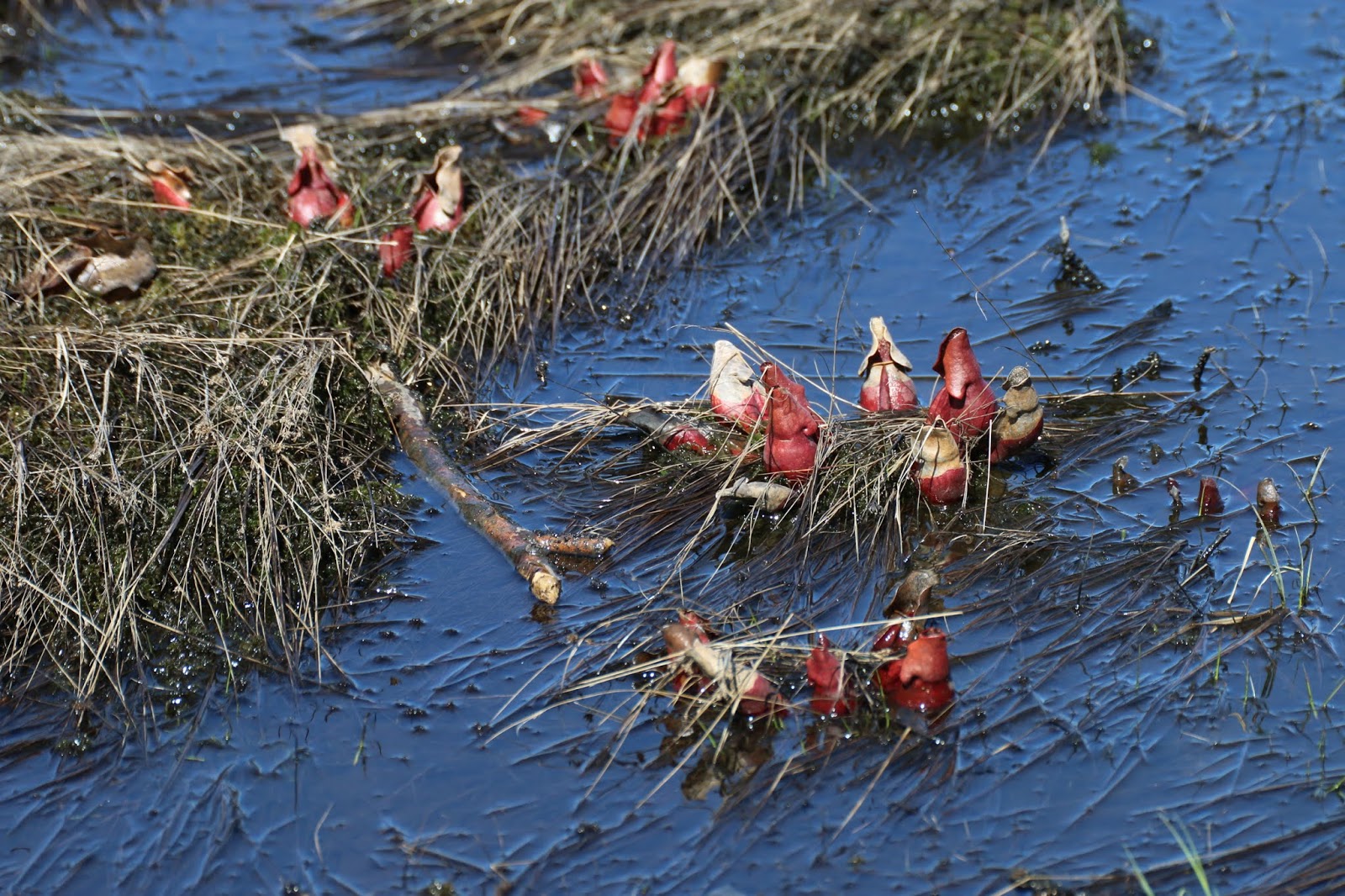 Exploring Spruce Flats Bog: A Rare High Elevation Bog in the Laurel ...