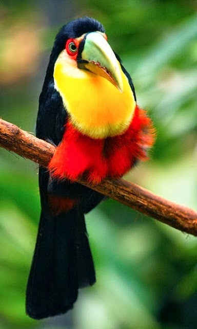Red Breasted Toucan, Brazil | Fantastic Picz