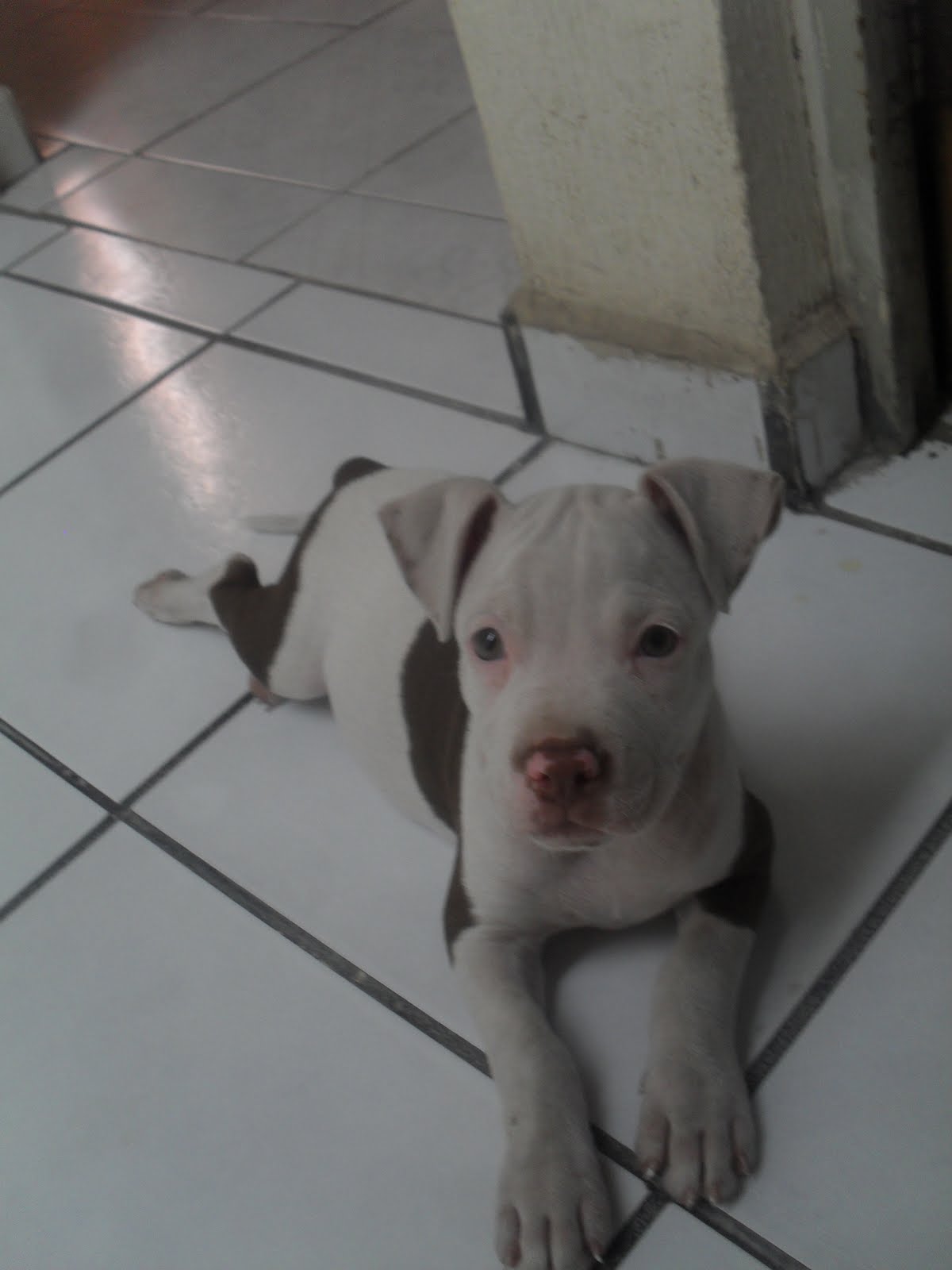 mundo american pitbull