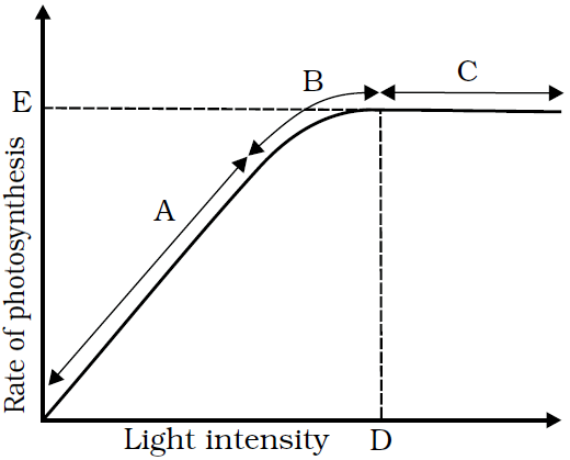 Photosynthesis - Notes | Class 11 | Part 5: Factors Affecting ...