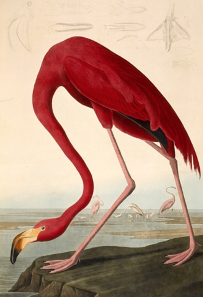 iPapy: Jean-Jacques Audubon ( 1785-1851 )